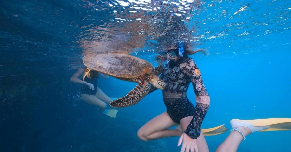 Eve's Turtle-y Wonderous Wish | Extraordinary Wishes - Make-A-Wish ...